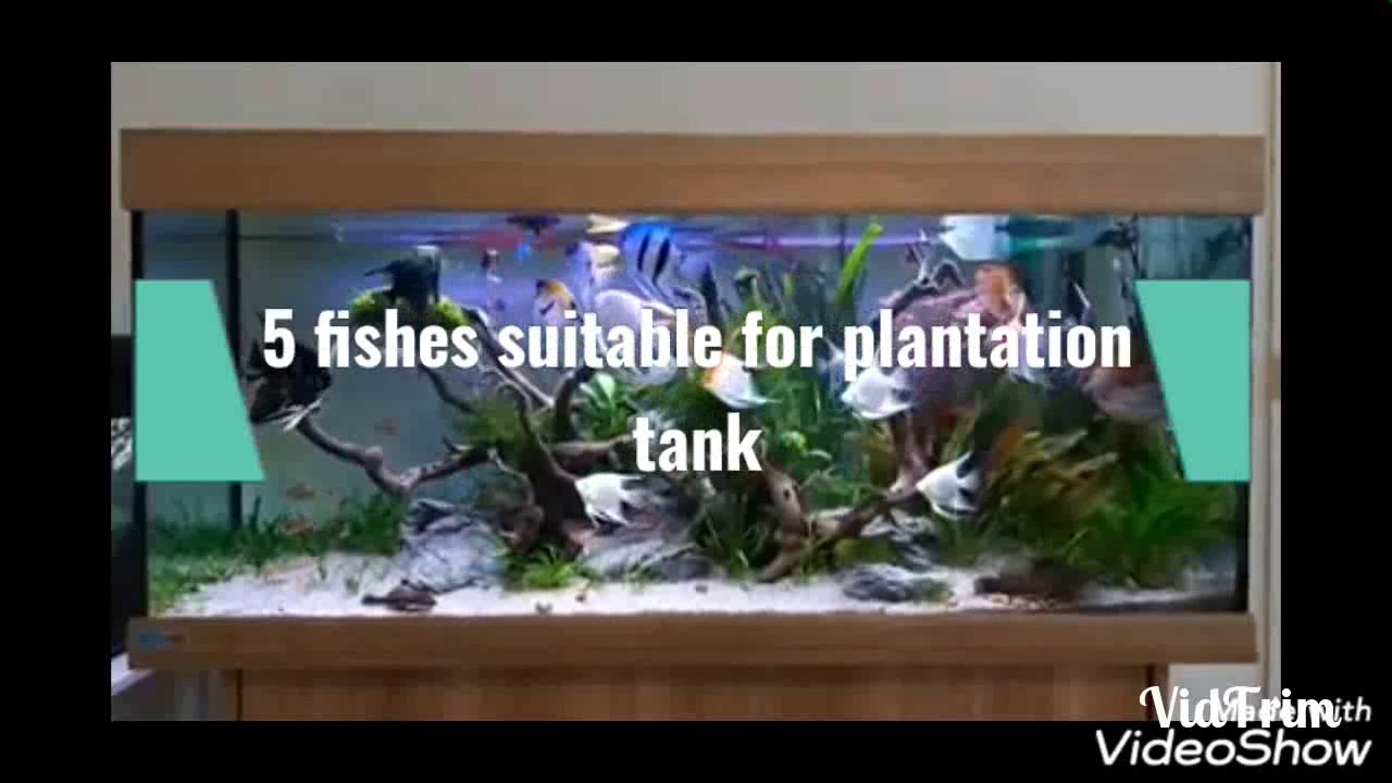 5 fishes suitable for plantation tank - YouTube