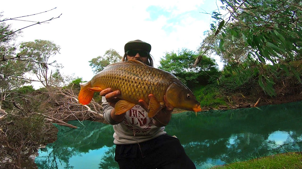 Fishing For Invasive Carp In Australian Rivers - YouTube