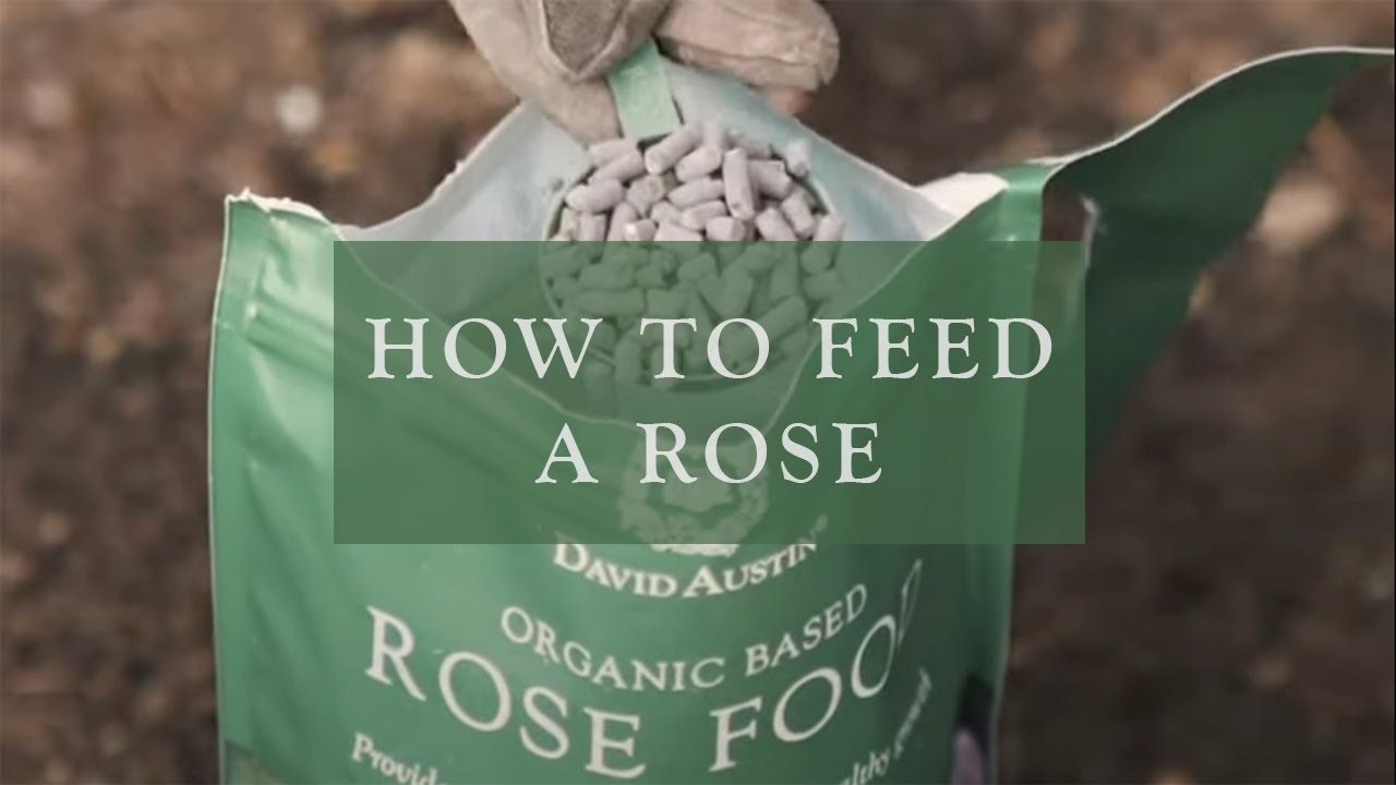 Feeding Roses