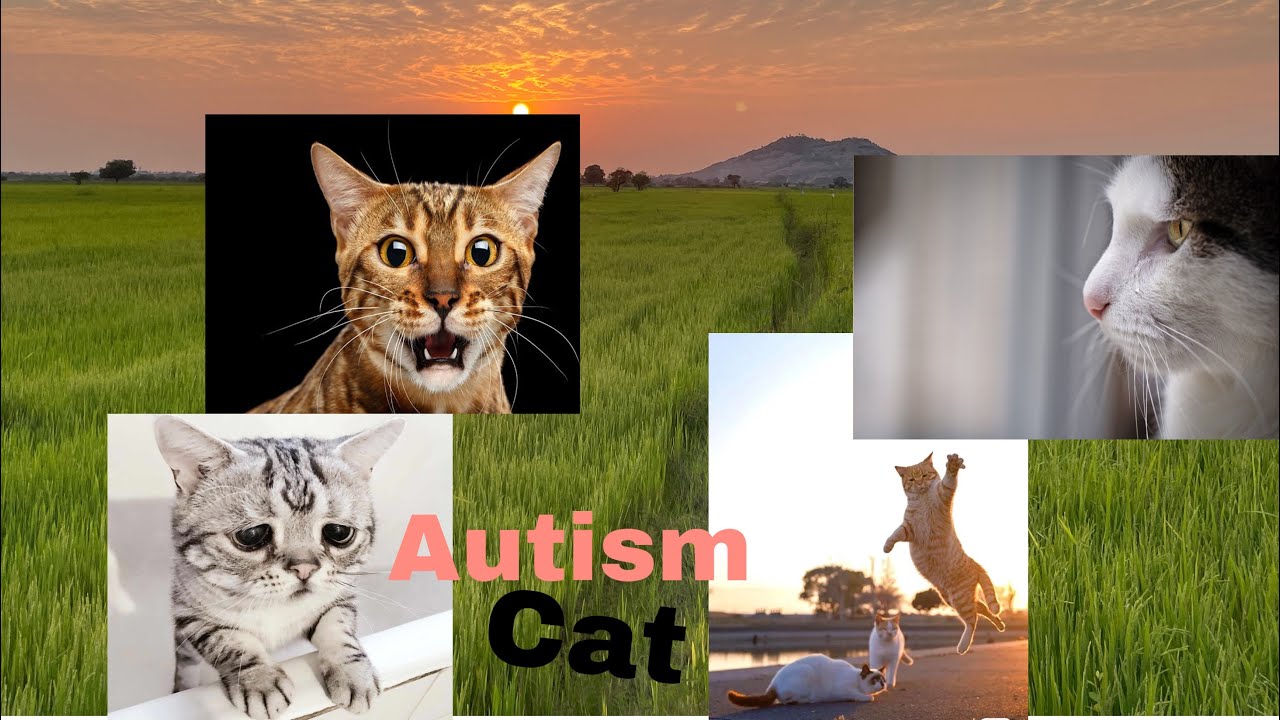 The autism cat movie - YouTube