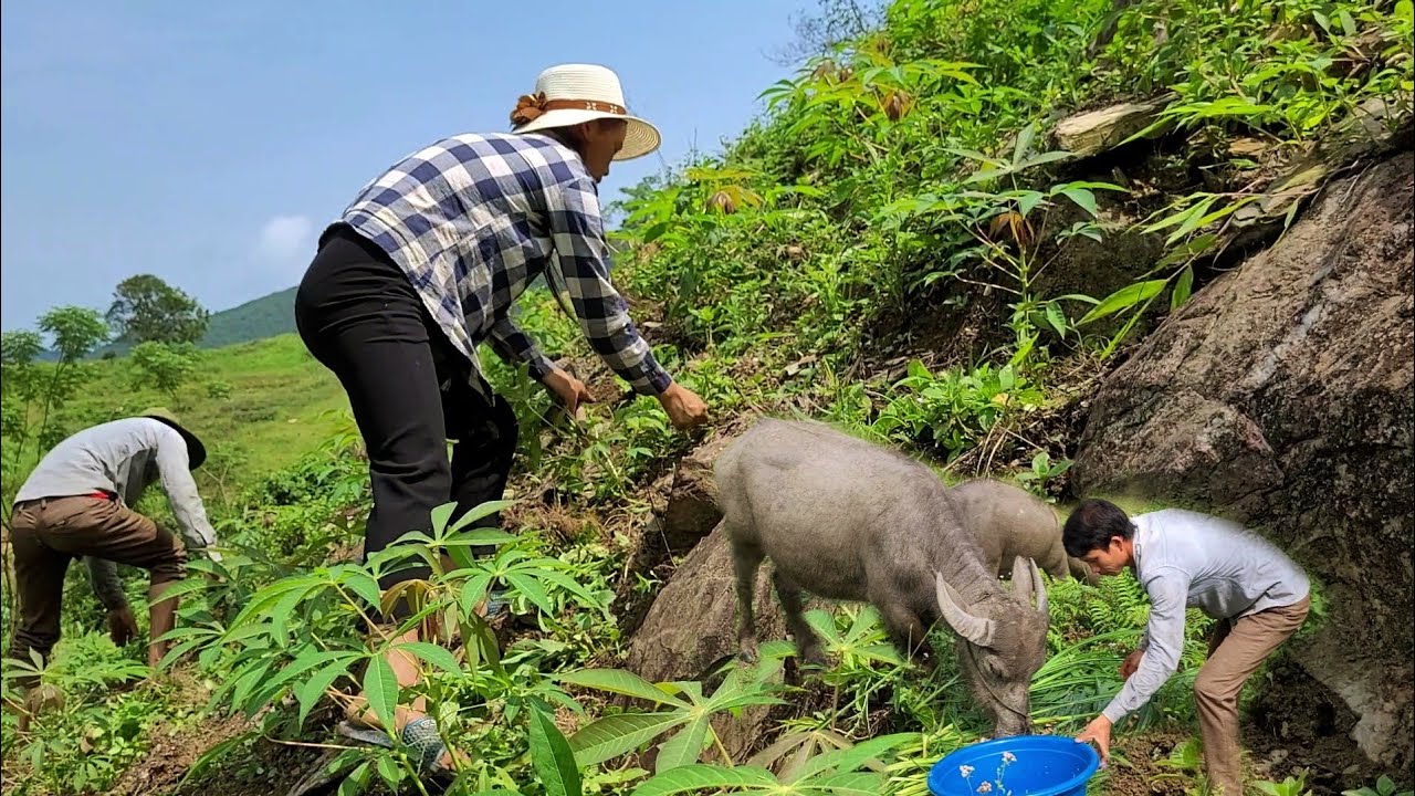 Taking care of livestock and weeding cassava plants. - YouTube