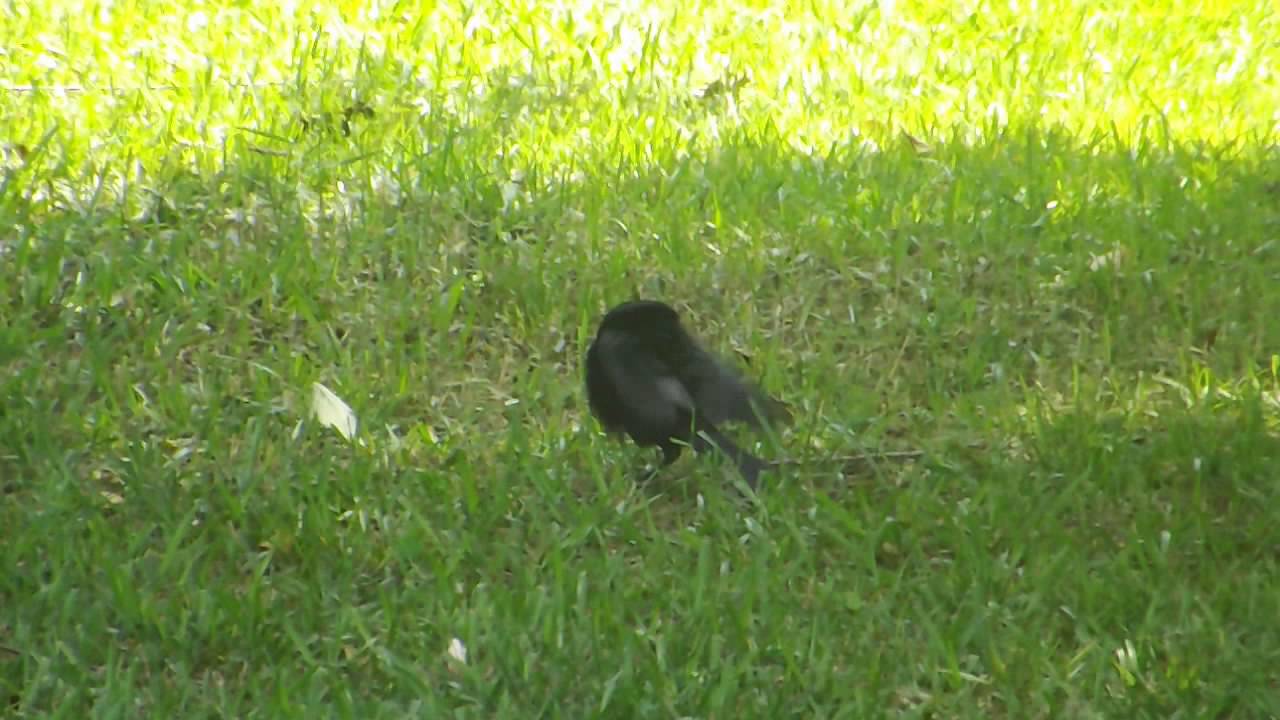Bronzed Cowbird Mating Dance Ritual - Helicoptering - YouTube