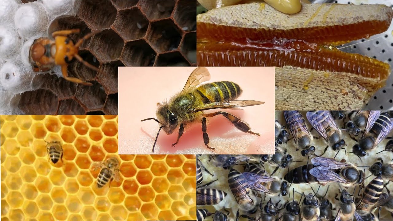 Introduction to honey bees - YouTube
