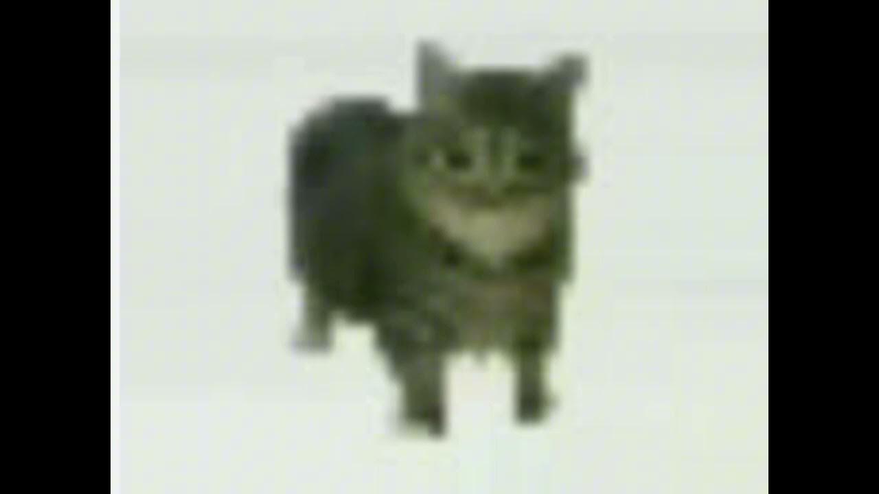 low quality cat for 2 minutes - YouTube