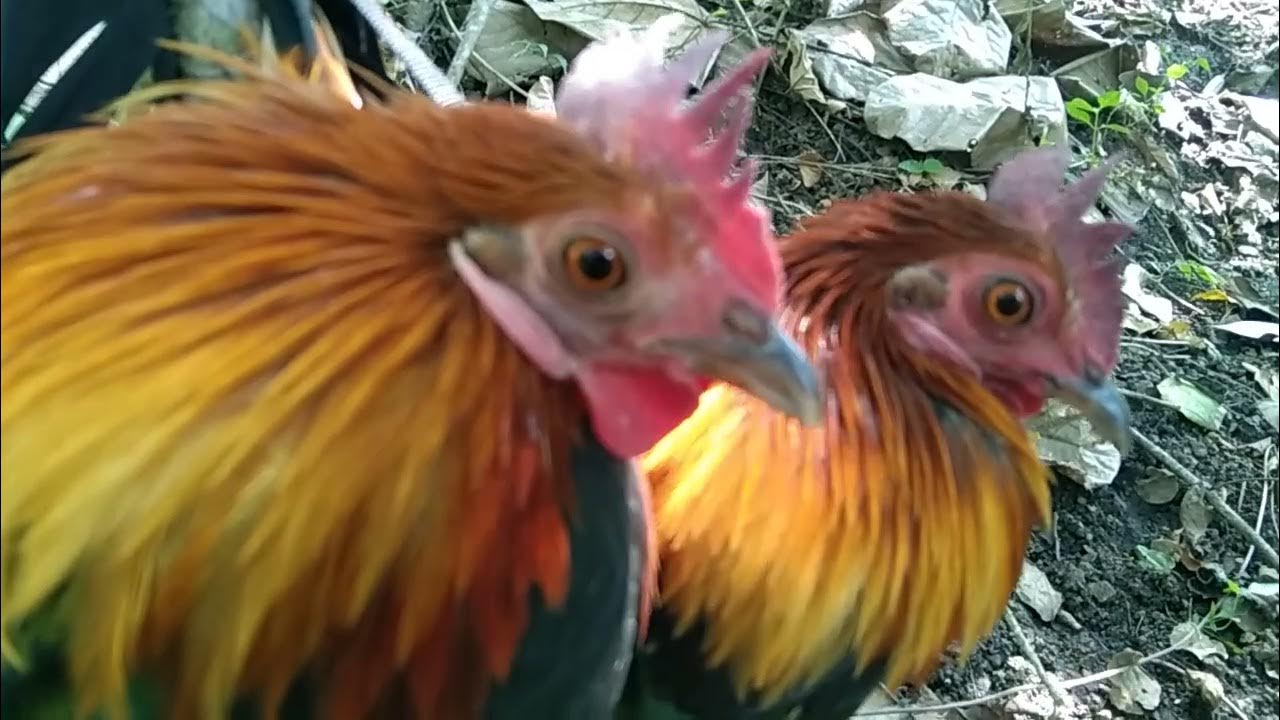 cuab qaib qus tuaj zoo kawg - YouTube