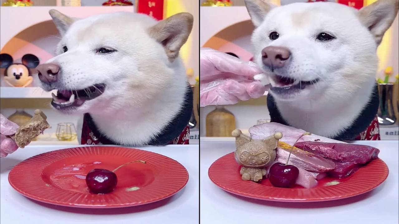 Food ASMR Video | Dog Eat Heart And Charry Fruit | Oddly Satisfying ...