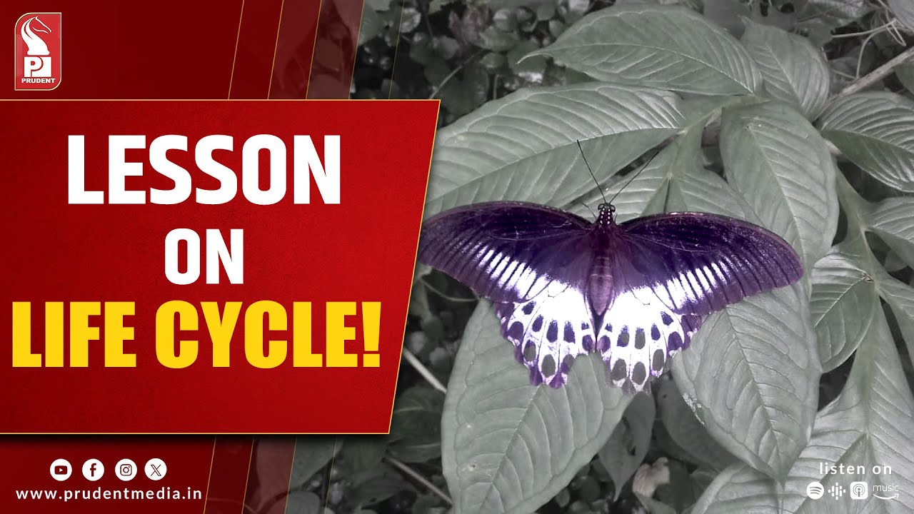 Students Explore Blue Mormon Butterfly Life Cycle at Sal-Bicholim ...