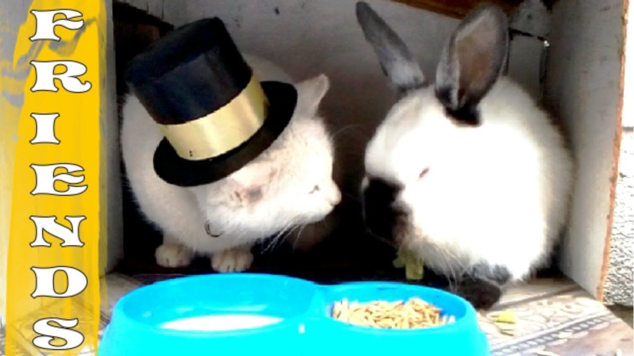 Cat and bunny best friends - YouTube