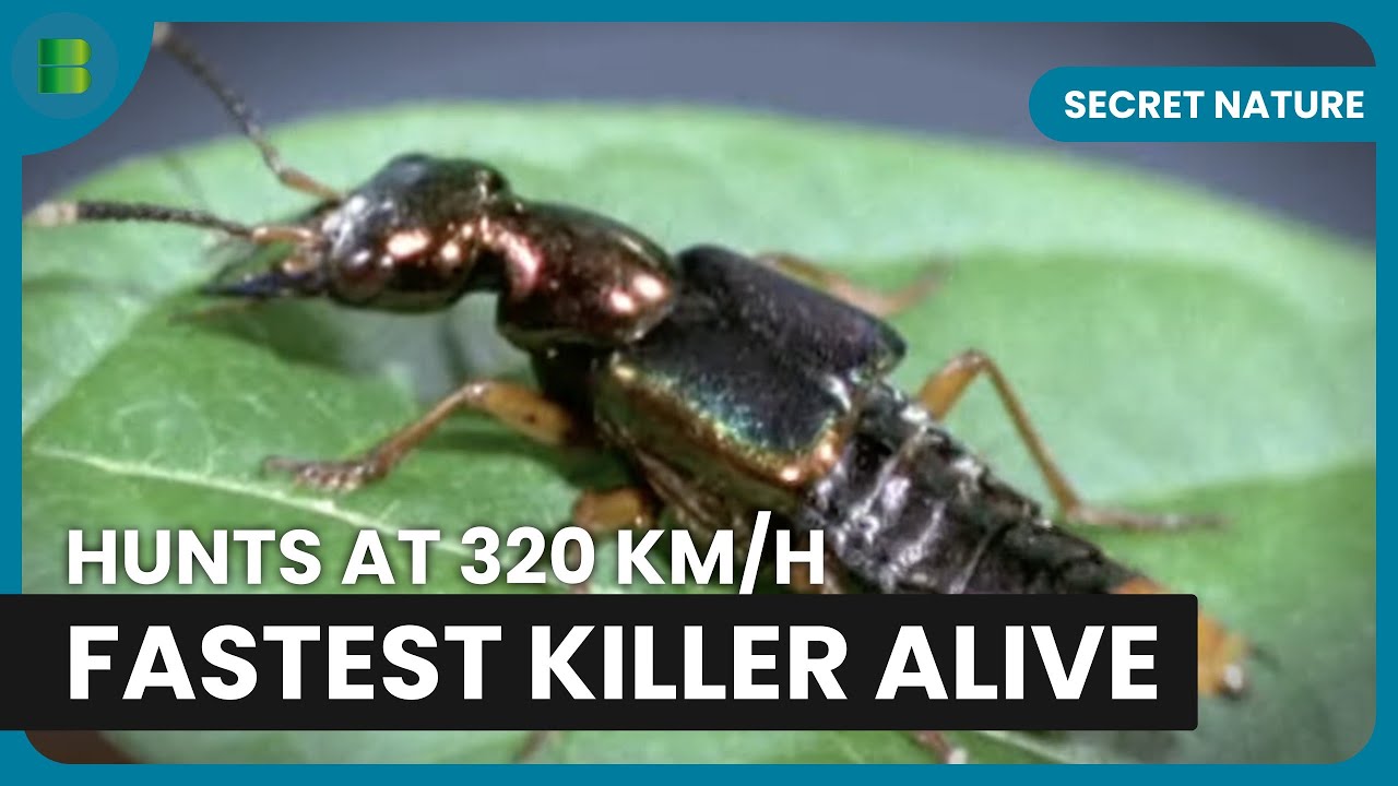 Tiger Beetle Hunts At 320kmh Equivalent Speed - YouTube