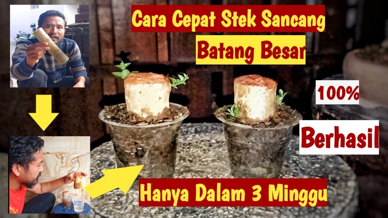 Cara Stek Sancang Batang Besar | Proses Cepat dan 100 % Berhasil - YouTube
