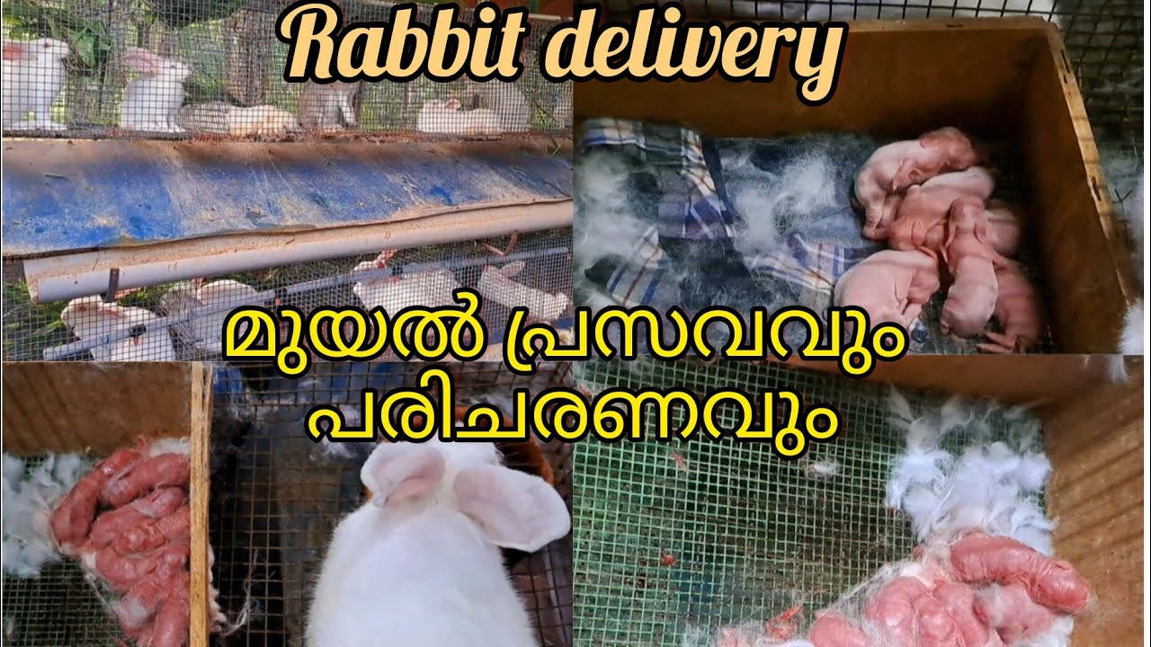 Rabbit delivery malayalam | - YouTube