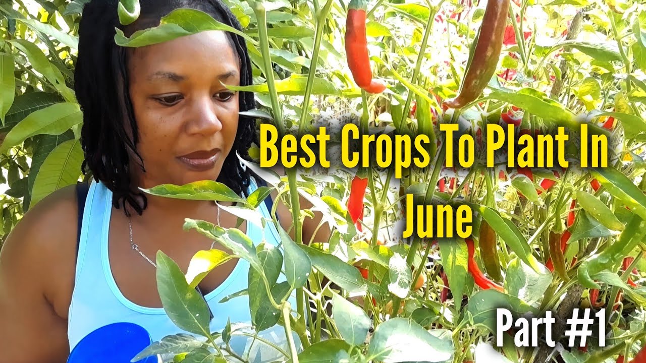 Plant These Vegetables In June! Perfect Quick Crops For SUMMER ...