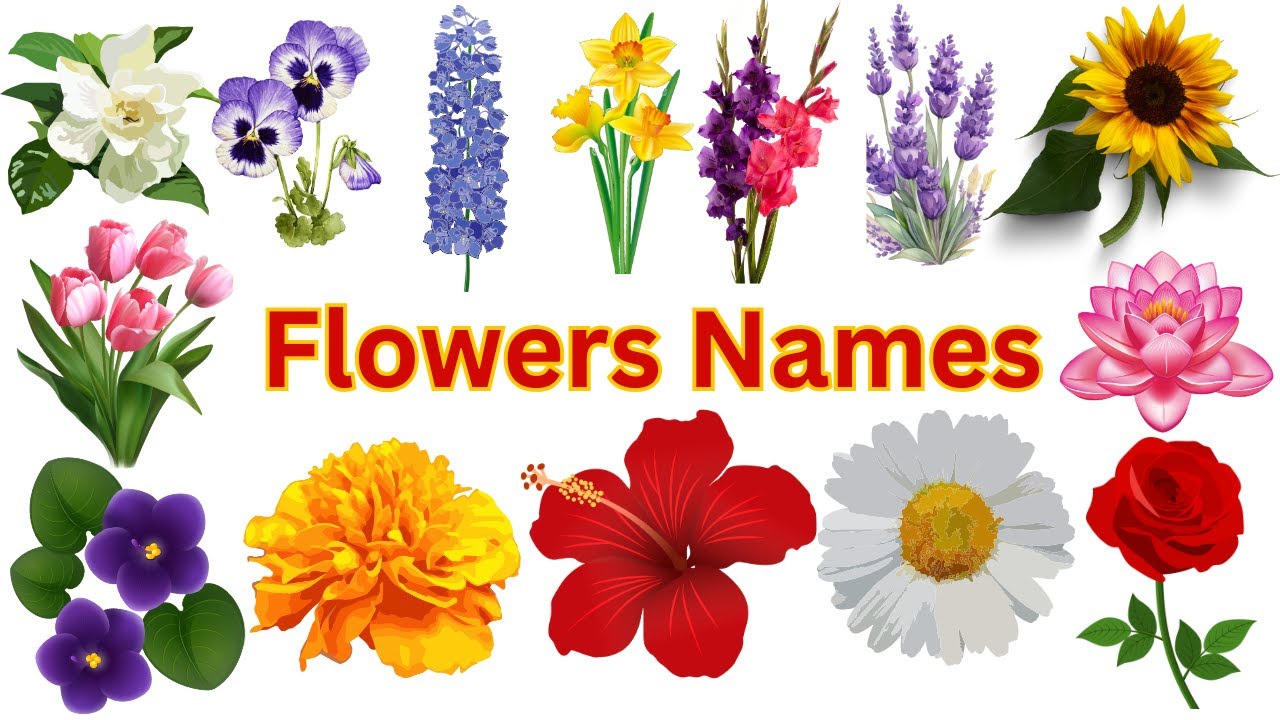 Top 100 Flower Names in the world | Flower in English| Learn Flowers ...
