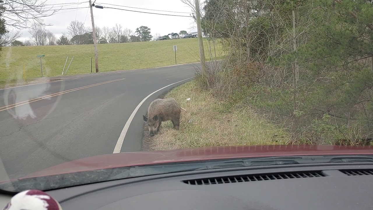 wild boar eating road kill ! - YouTube