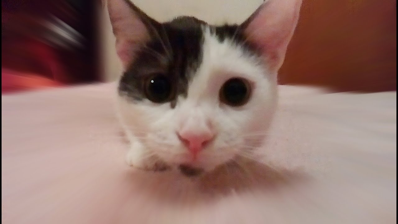 Focused Kitty attacks camera - YouTube