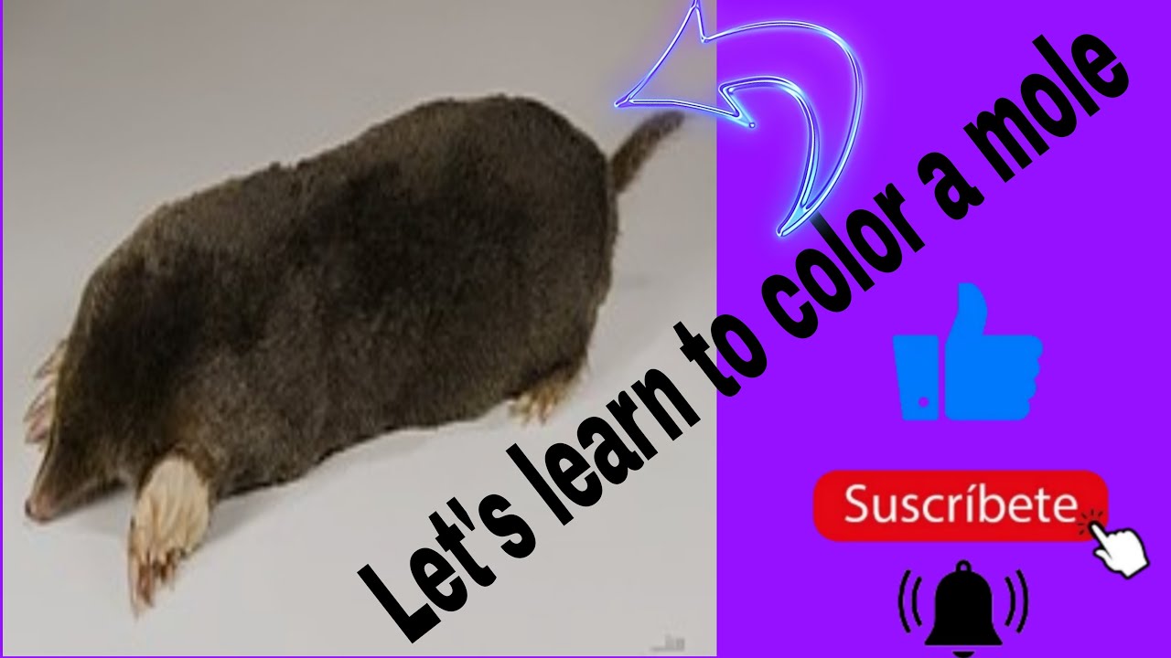 Let's learn to color a mole - YouTube