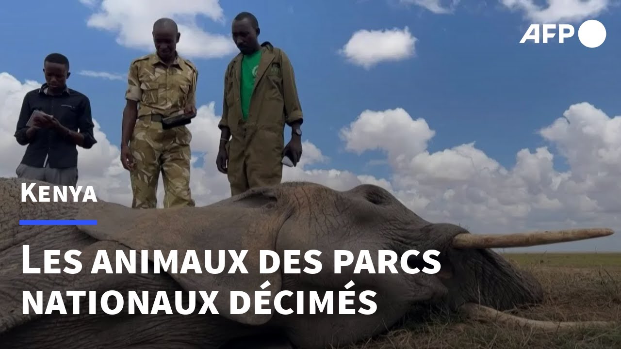 Au Kenya, la sécheresse décime les animaux dans les parcs nationaux ...