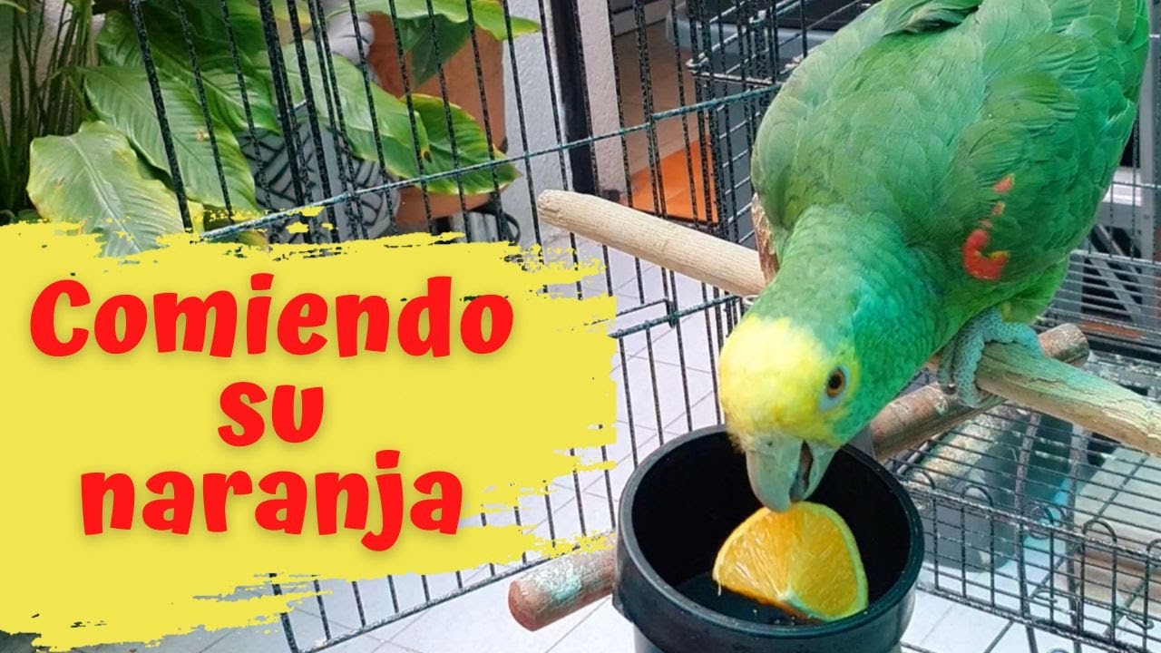 Loro Fito Comiendo Naranja, Loro Come Frutas, Loros Hablando - YouTube