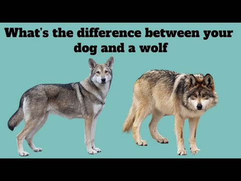 What’s the difference between your dog and a wolf
