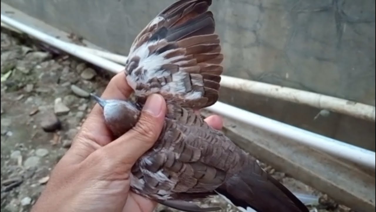 UNTUNG BANYAK😱perkutut unik dan Langka 💯 - YouTube