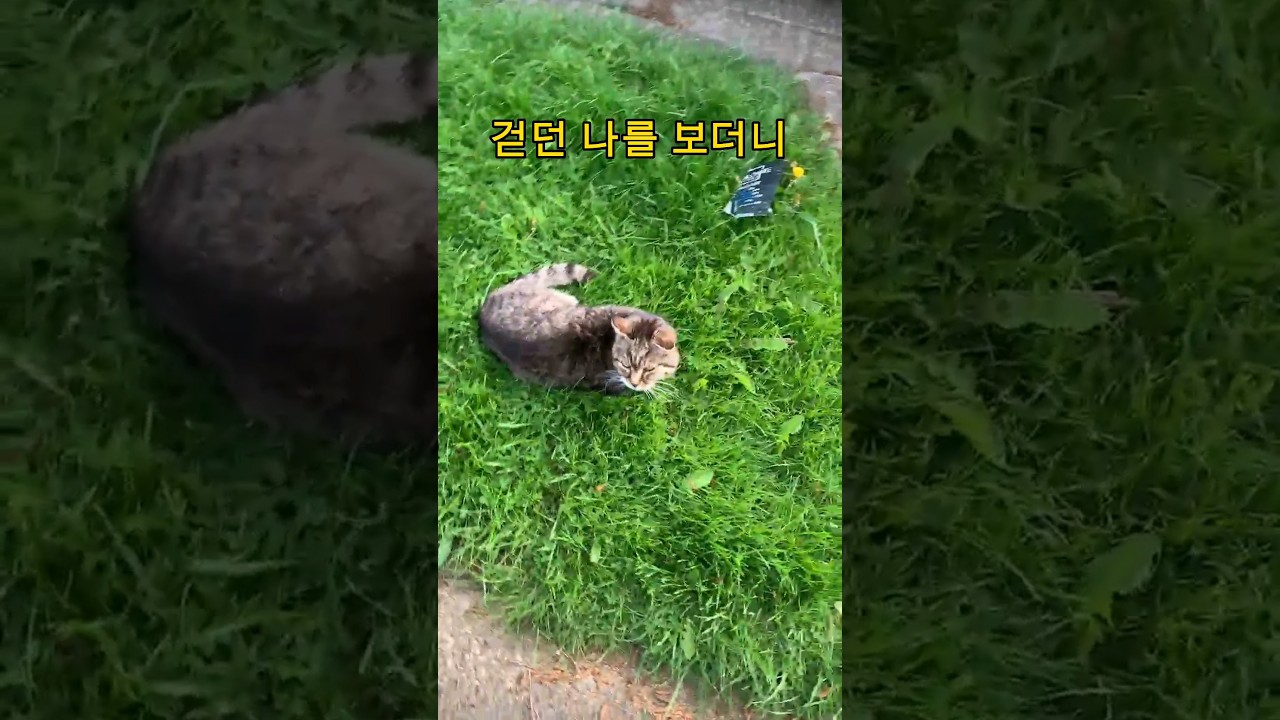 아일랜드 간 딸아이가 보내준 아이리쉬 냥이들♡ Lovely cats in Ireland #cat #고양이 #cute #고양이일상 ...