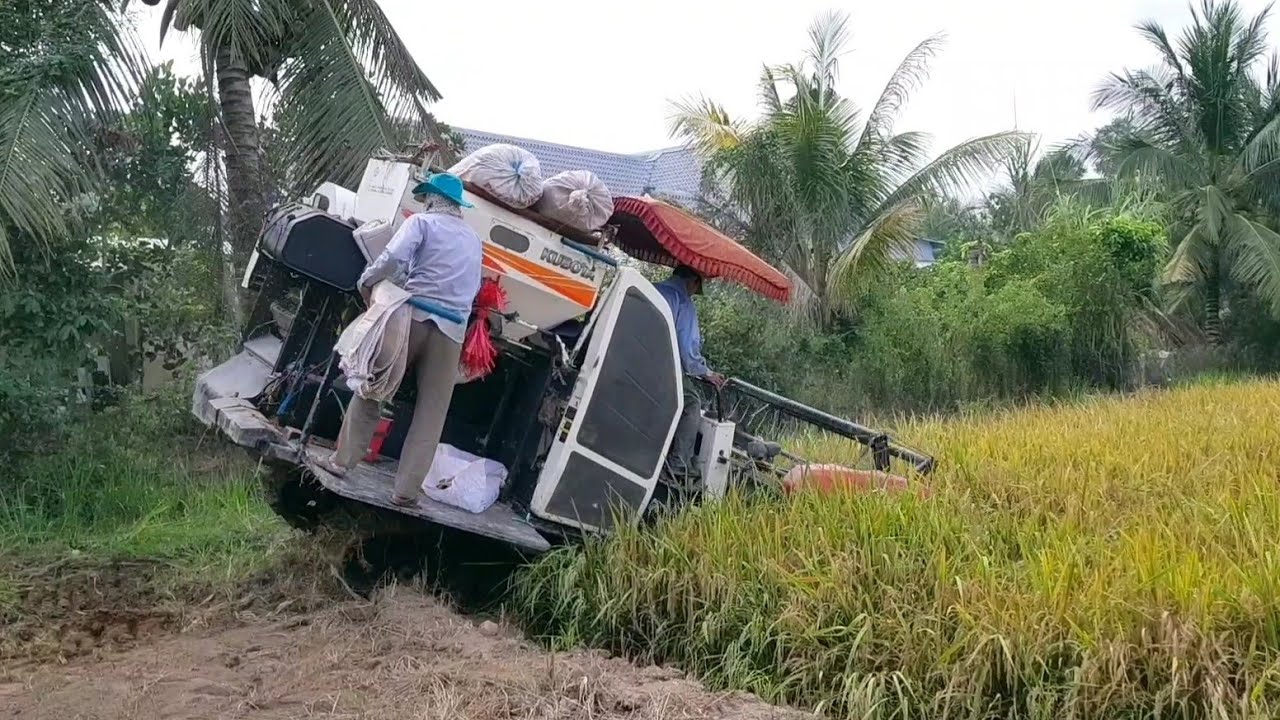 MAY CAT LUA KUBOTA #143- MÁY GẶT LÚA DC70 RỜI PHÀ TUỘT XUỐNG BỜ CAO I ...
