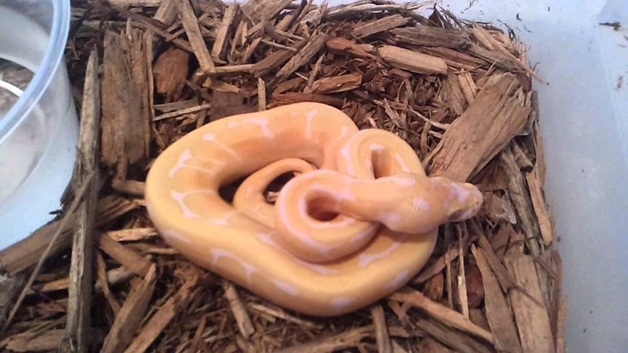 Lavender Albino Spider Ball Python - YouTube