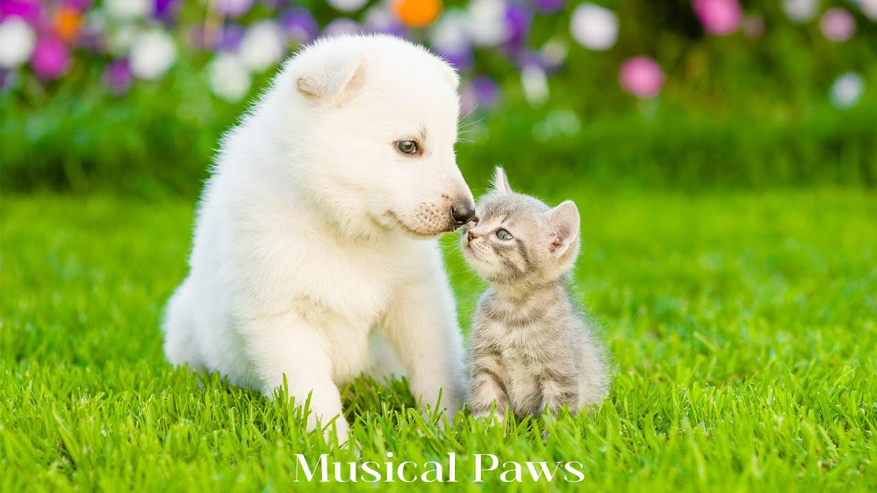 Soothing Lullabies for Cats and Dogs - Relaxing Music to Soothe and ...