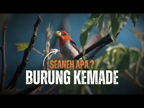 Burung Kemade: Burung Kecil dengan Peran Ekologis Besar