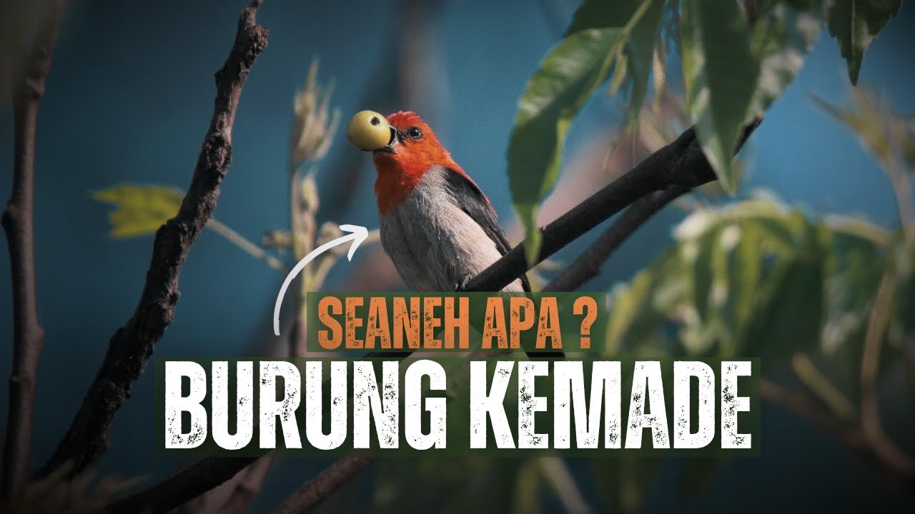 Burung Kemade: Burung Kecil dengan Peran Ekologis Besar - YouTube