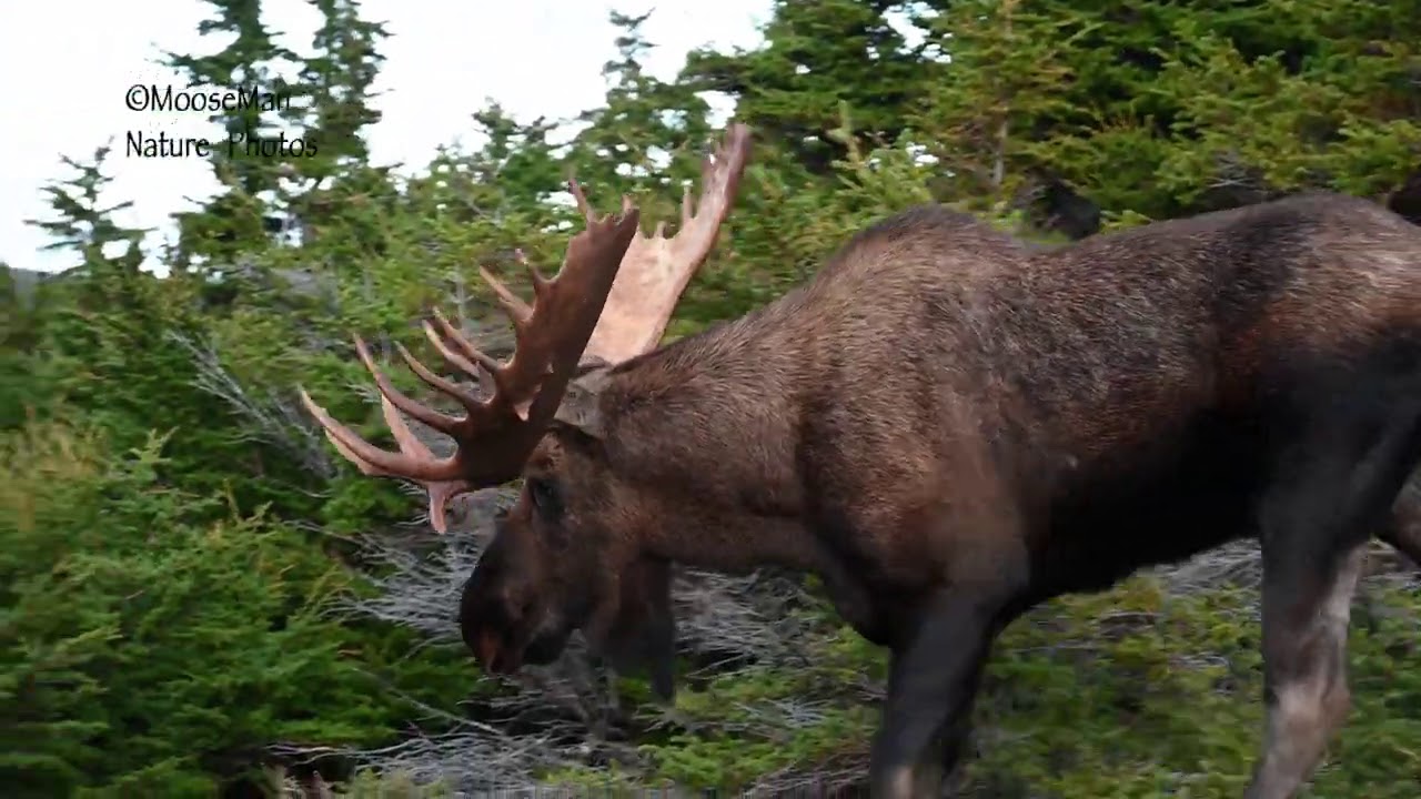 Moose Hunting with Cameras | MooseMan Video Photography Calendar - YouTube