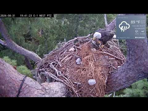 KNF E-1 - 2026.08.31 - A female eagle lands on the nest, 98.5% sure this is NOT Anna II