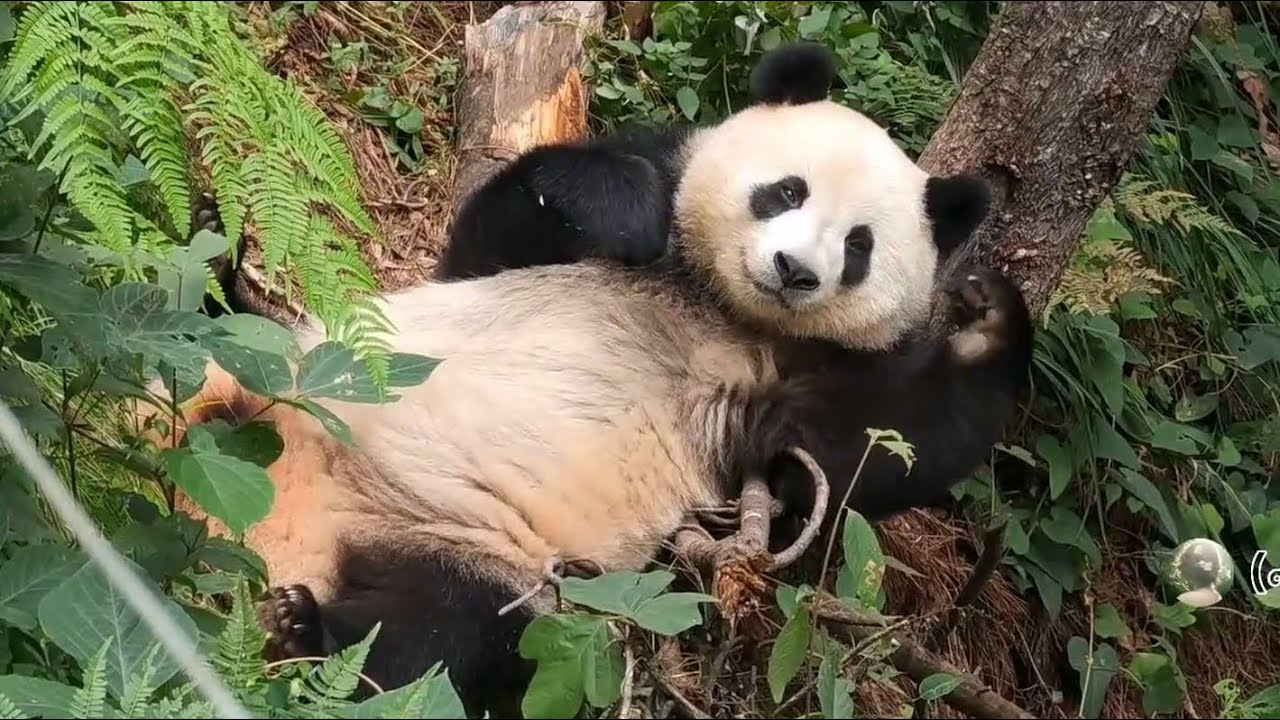 The happiest panda XiaoXin 山大王小馨好幸福🥰一只熊独占一个山头休息~ - YouTube
