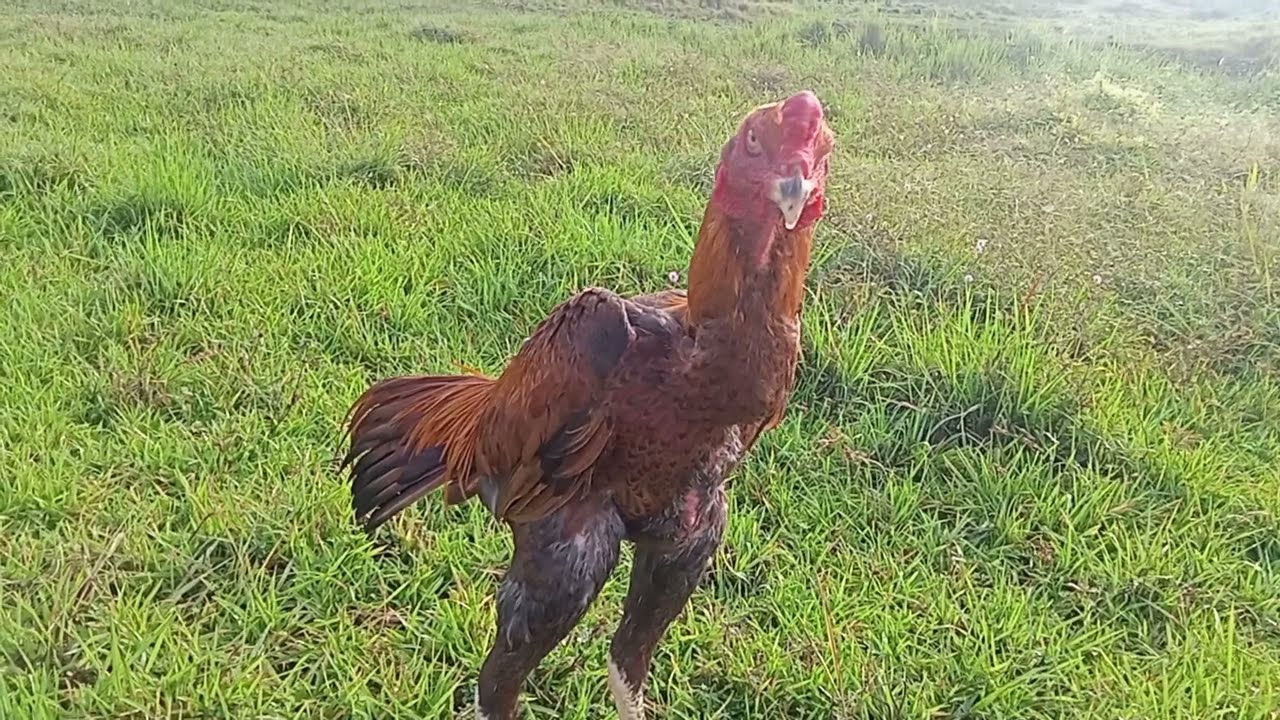 Shamo asil basilan kinabuhing bol-anon - YouTube