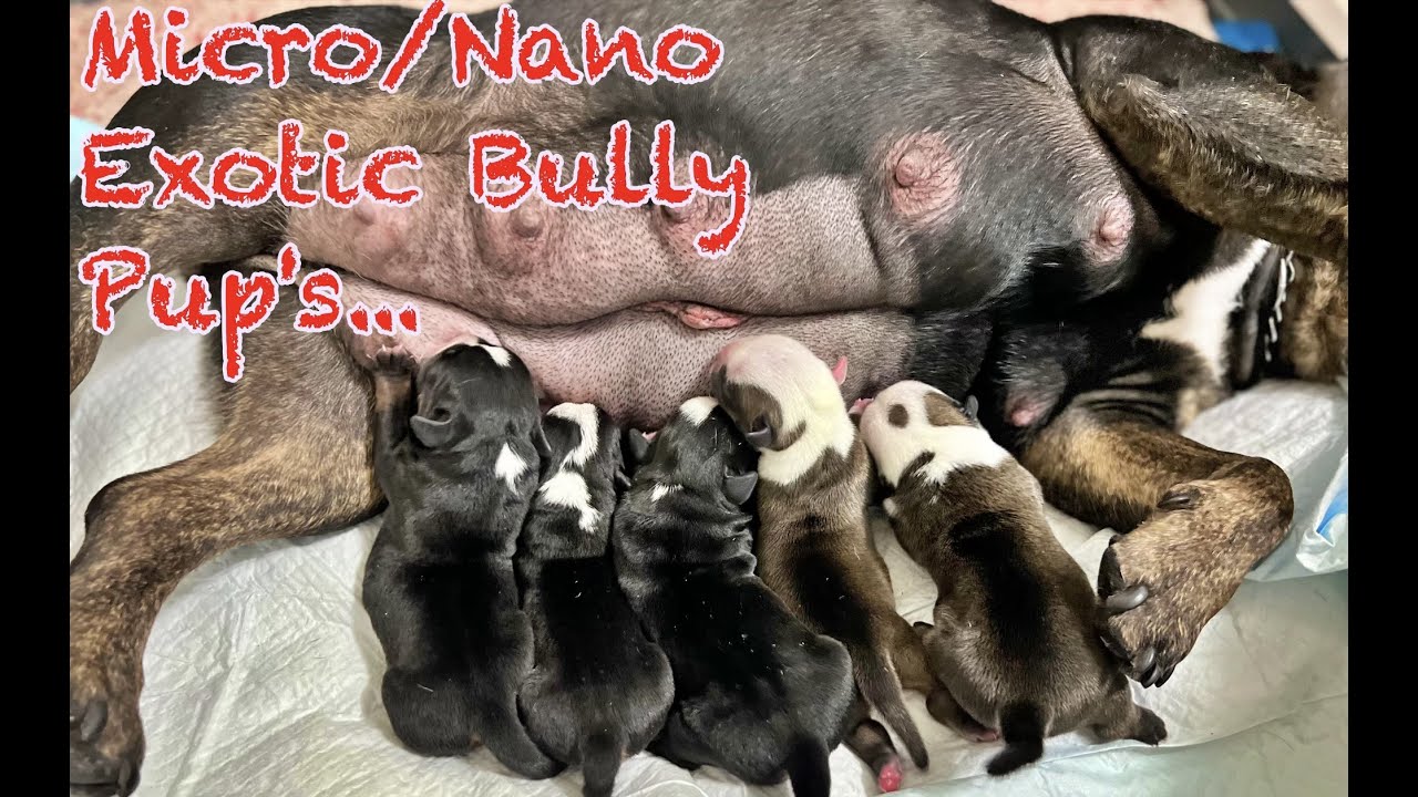 Micro/Nano Exotic Bully Puppies....3 Week Pupdate...+ Pupdate On Fendi ...