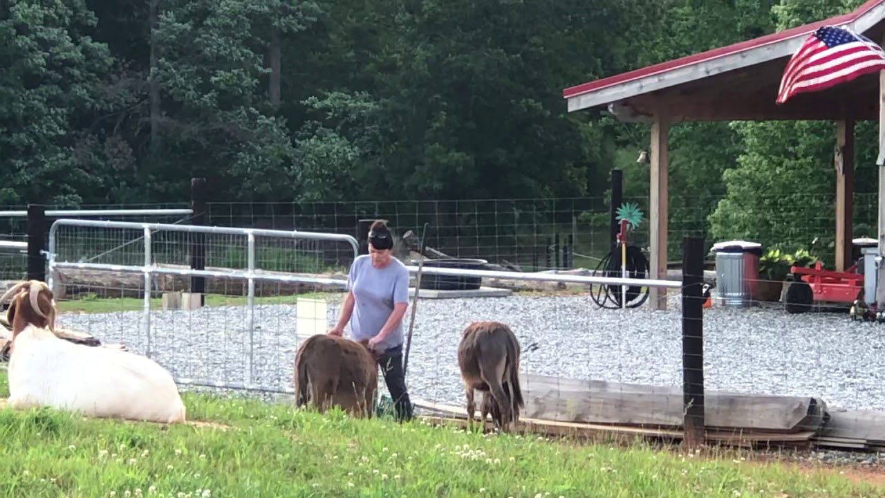 Donkey brushing time! - YouTube