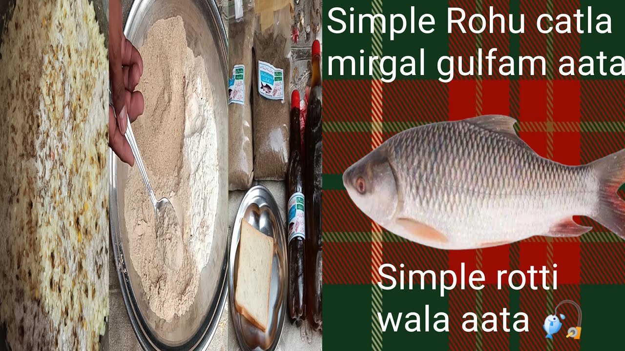 Rohu catla gulfam mirgal best aata for fishing - YouTube