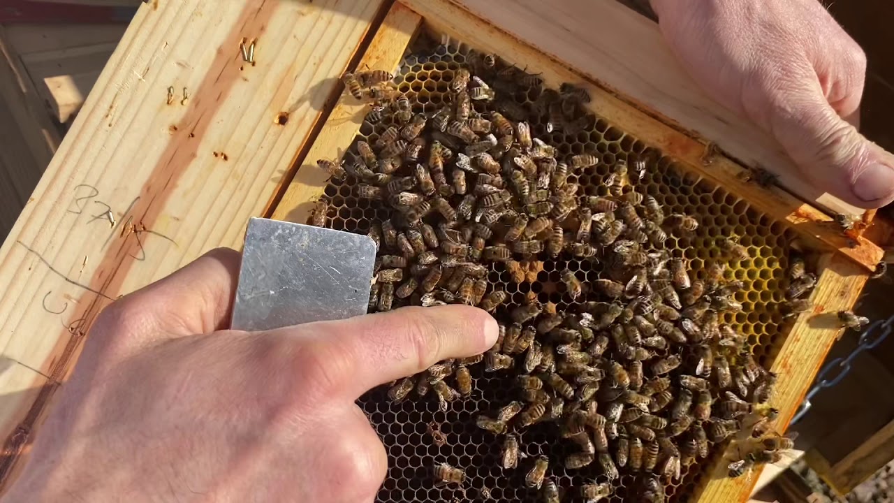 LAYEN’S hive overwintering - YouTube