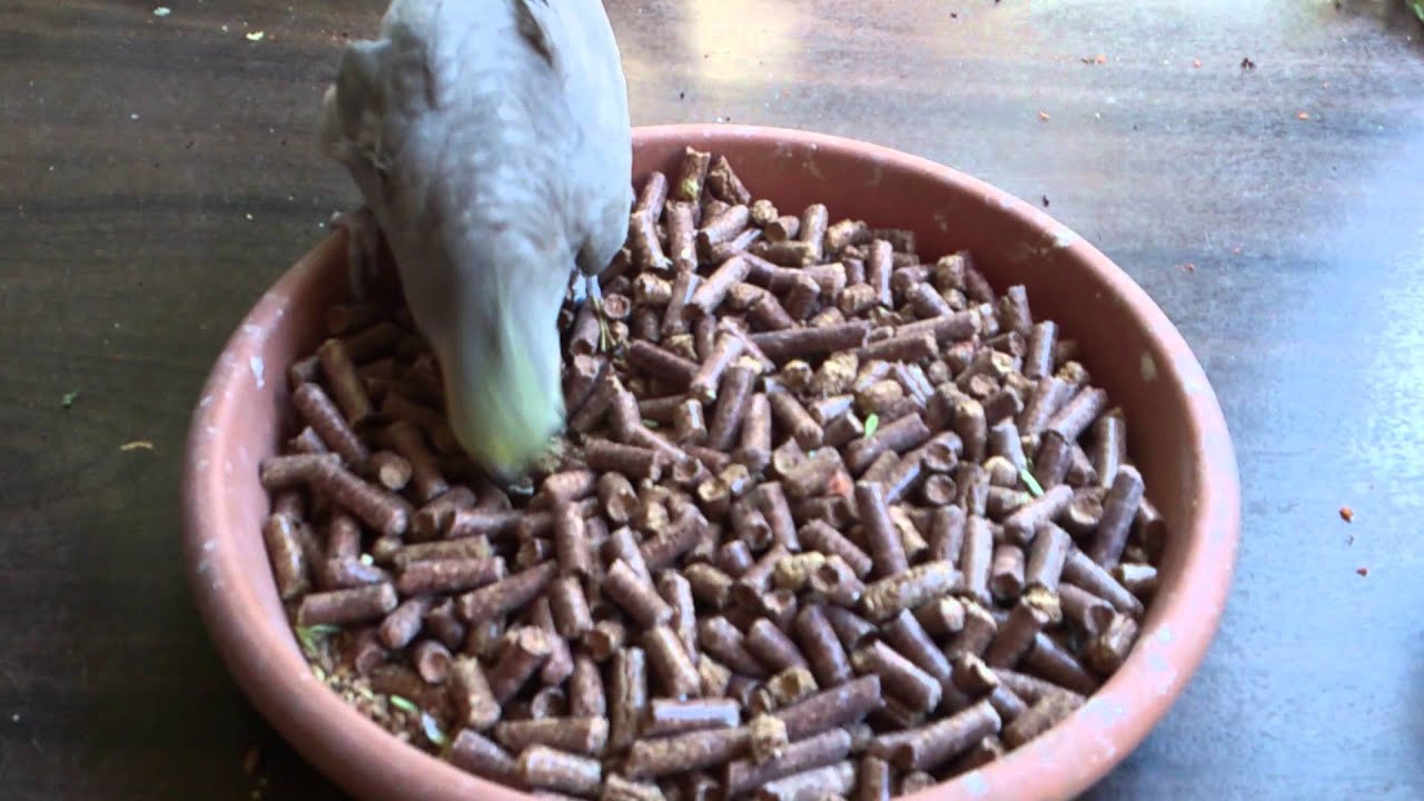 Cockatiel uses foraging tray 1080p - YouTube