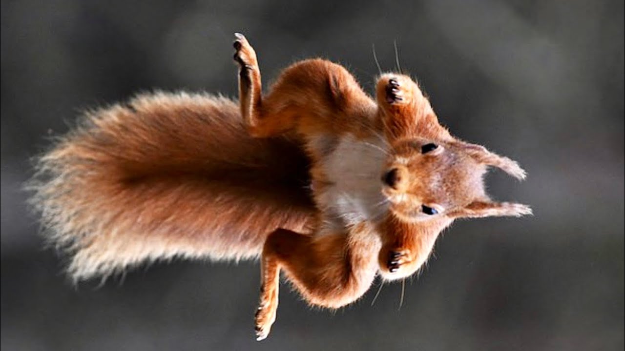 Squirrel 🐿 Catapult 😂 - YouTube