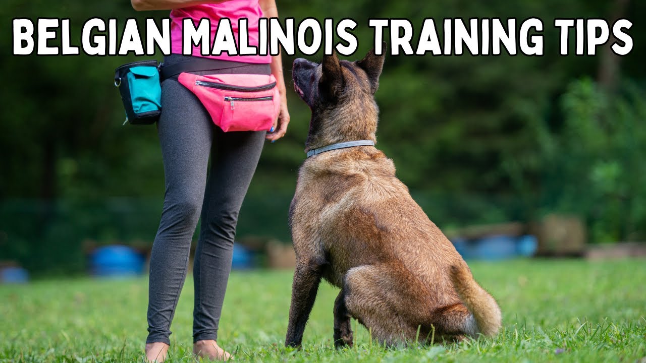Belgian Malinois Training Techniques: From Basic Obedience to Advanced Skills - YouTube