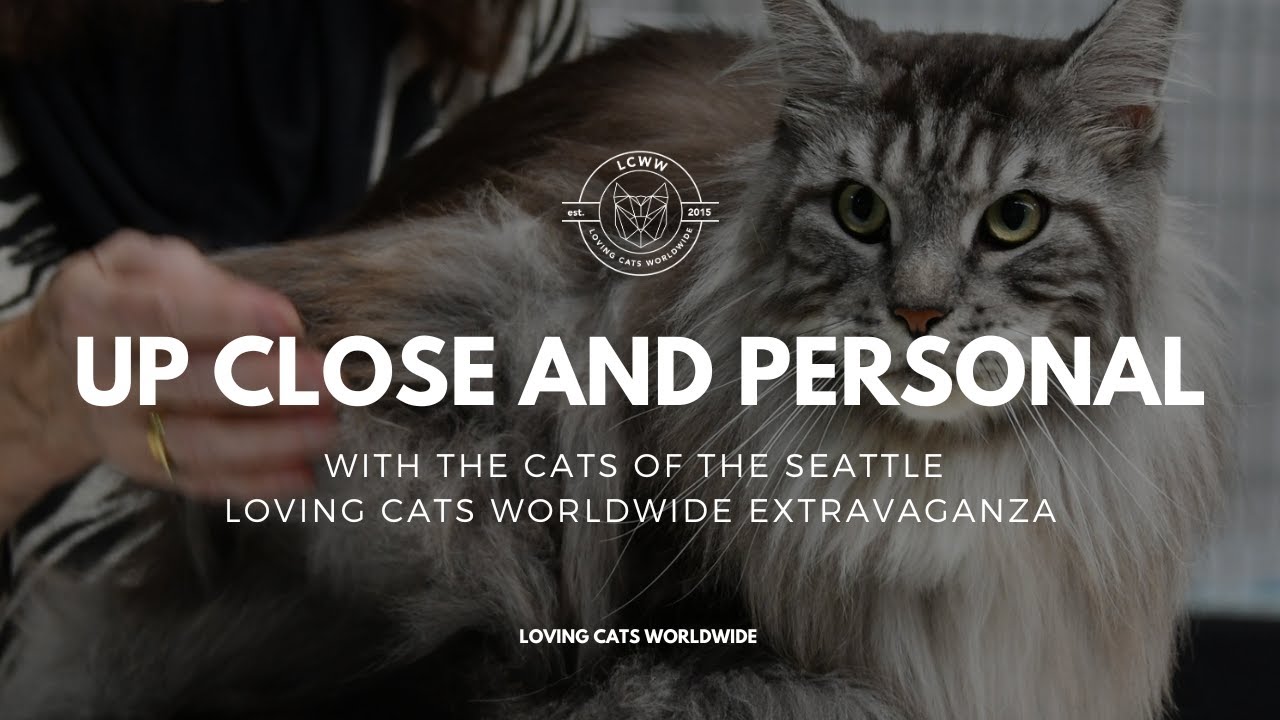 Cute Cat Close-Up's | Seattle CATstravaganza with Loving Cats Worldwide ...