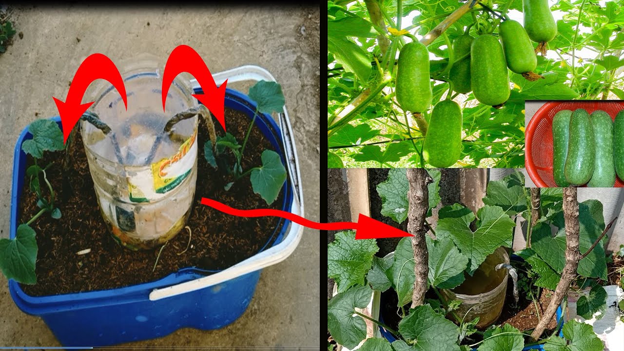 squash growth process in plastic containers - YouTube