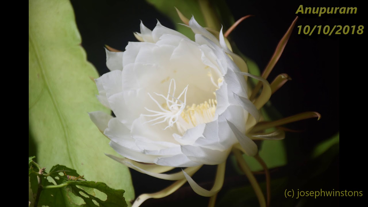Nishagandi Flower Bloom at Anupuram - YouTube
