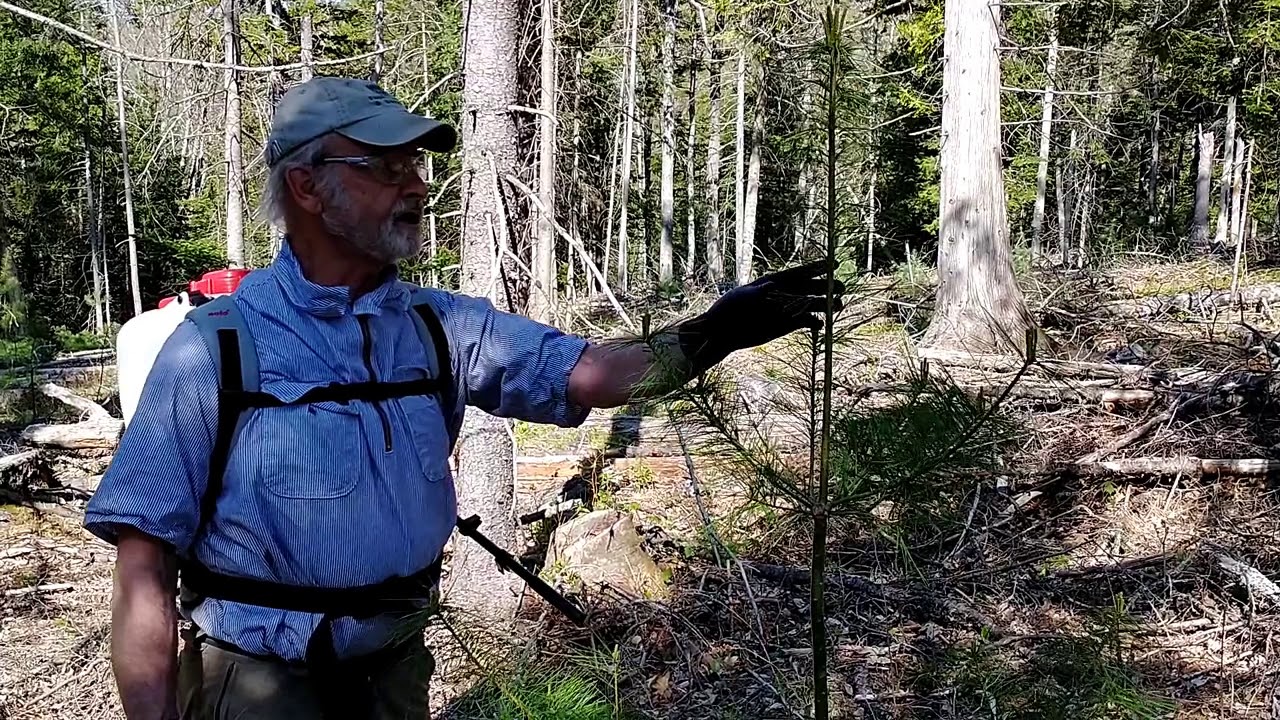White Pine Weevil Control - YouTube