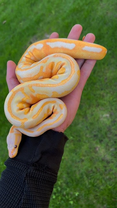 HOW SICK ARE THE COLORS ON THIS BALL PYTHON🔥 - YouTube
