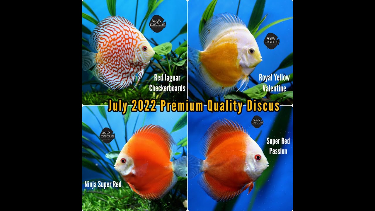 Red Jaguar CKB | Ninja Super Red | Royal Yellow Valentine | Super Red ...