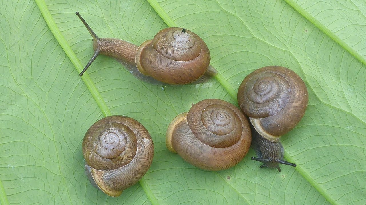 Mesodon thyroidus (Say, 1817) White-lip Globe Snails - YouTube
