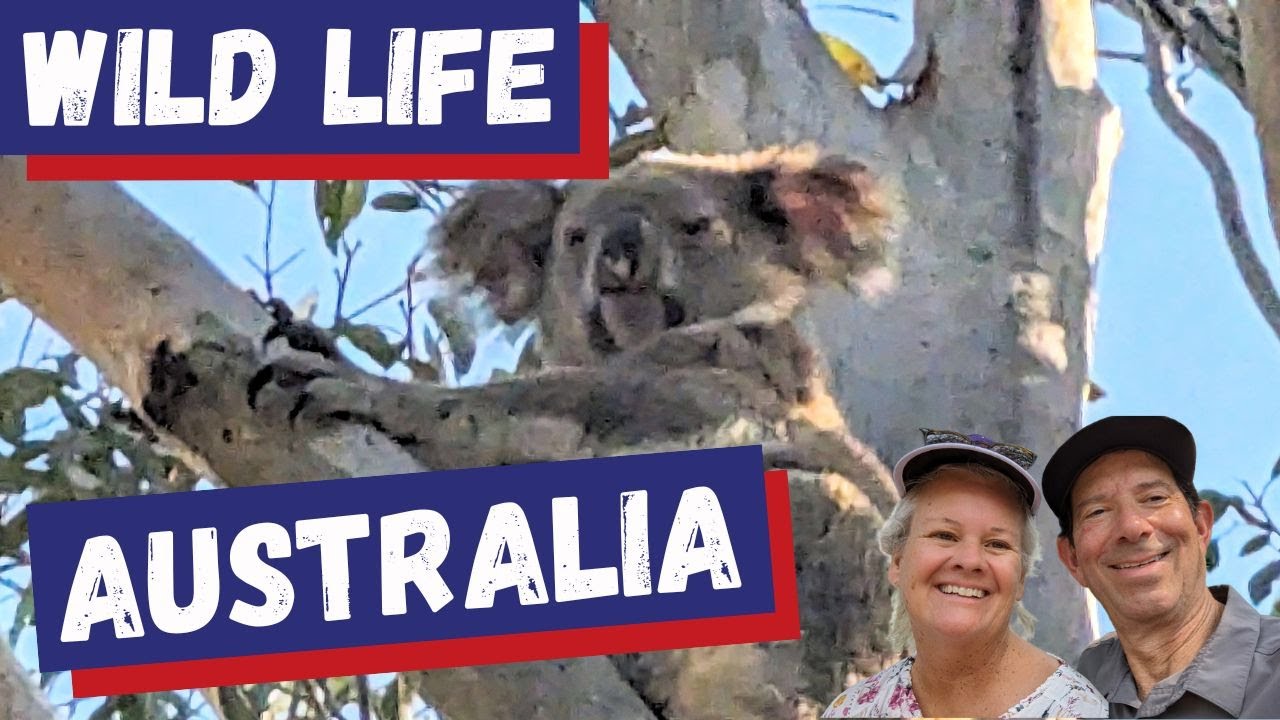 Experience Wild Life in Australia For The First Time (Full-Time ...