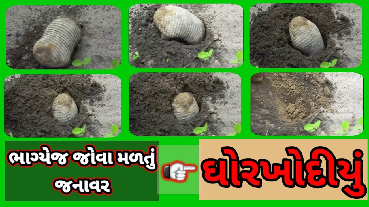 Ghor khodiyu | Rare Animal | Madada Khau Janavar - YouTube